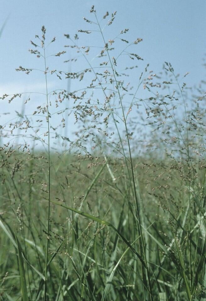 Panicum virgatum (Switchgrass) | Prairie Restorations Inc.